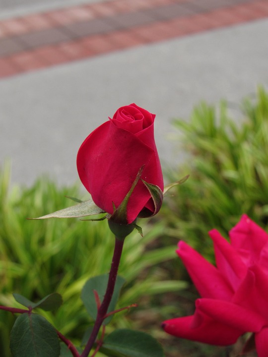 Rose Knospe Blume - Kostenloses Foto auf Pixabay