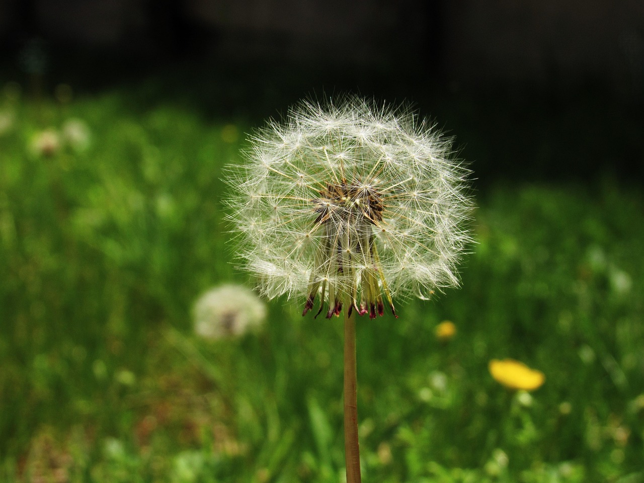Dandelion Puff Dried - Free photo on Pixabay - Pixabay