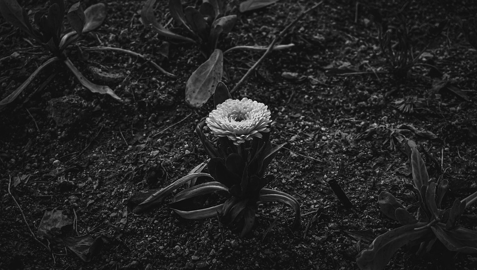 Flower Gray-Scale Nature - Free photo on Pixabay