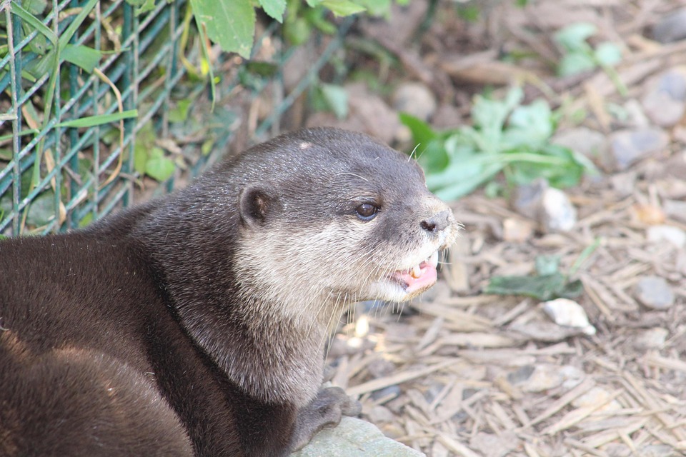 Otter Natur Tier - Kostenloses Foto auf Pixabay - Pixabay