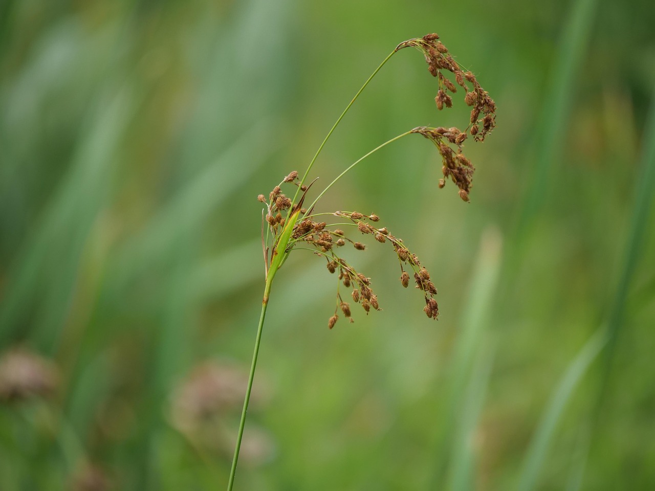 Jonc Scirpus Inflorescence - Photo gratuite sur Pixabay - Pixabay