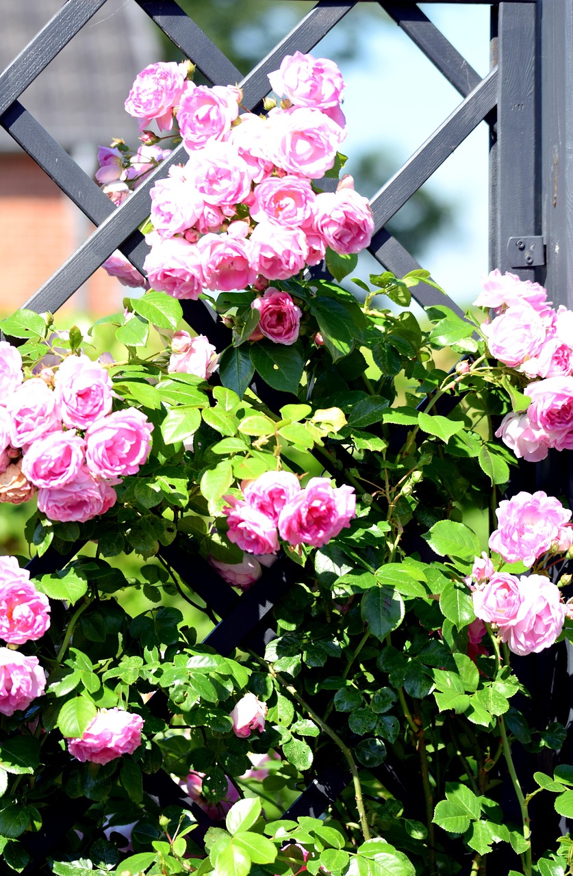 Des Roses Rose Rosier Grimpant - Photo gratuite sur Pixabay