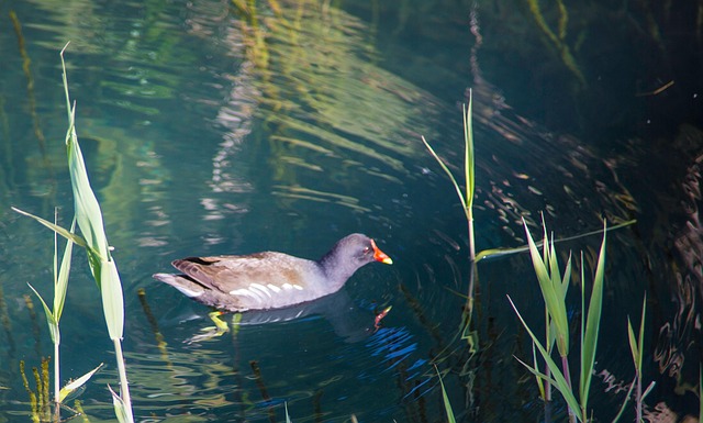 Satwa Alam Fauna - Foto gratis di Pixabay