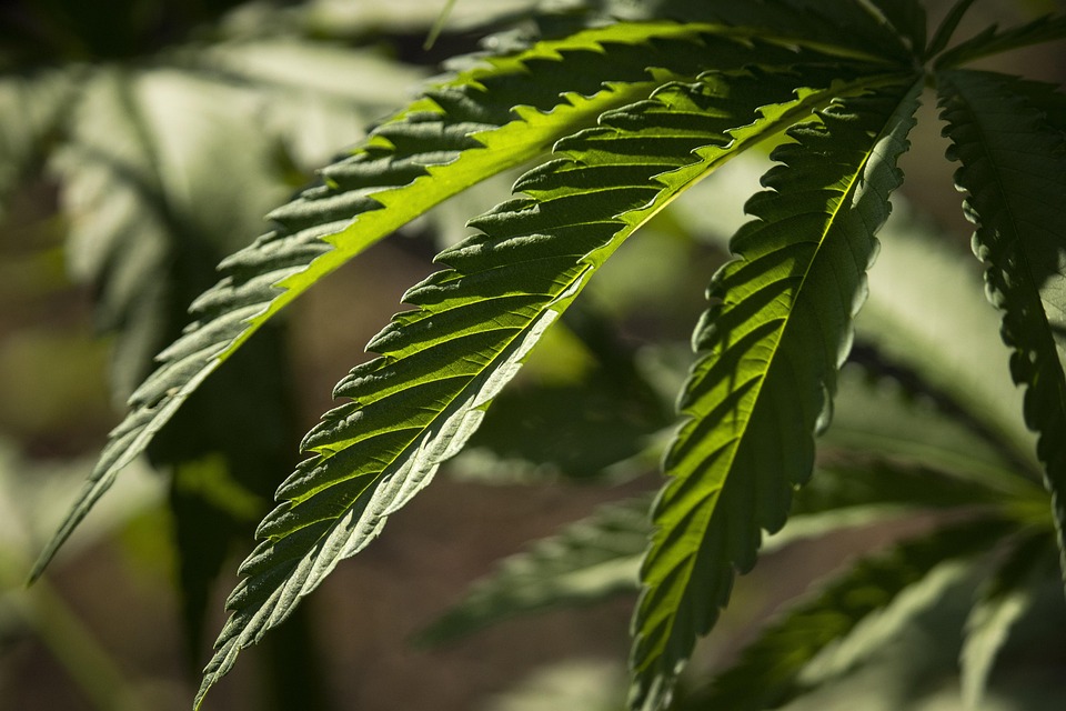 Hemp Hempleaf Plant - Free photo on Pixabay