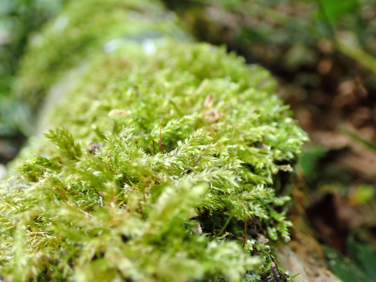 Nature Mousse Vert - Photo gratuite sur Pixabay - Pixabay