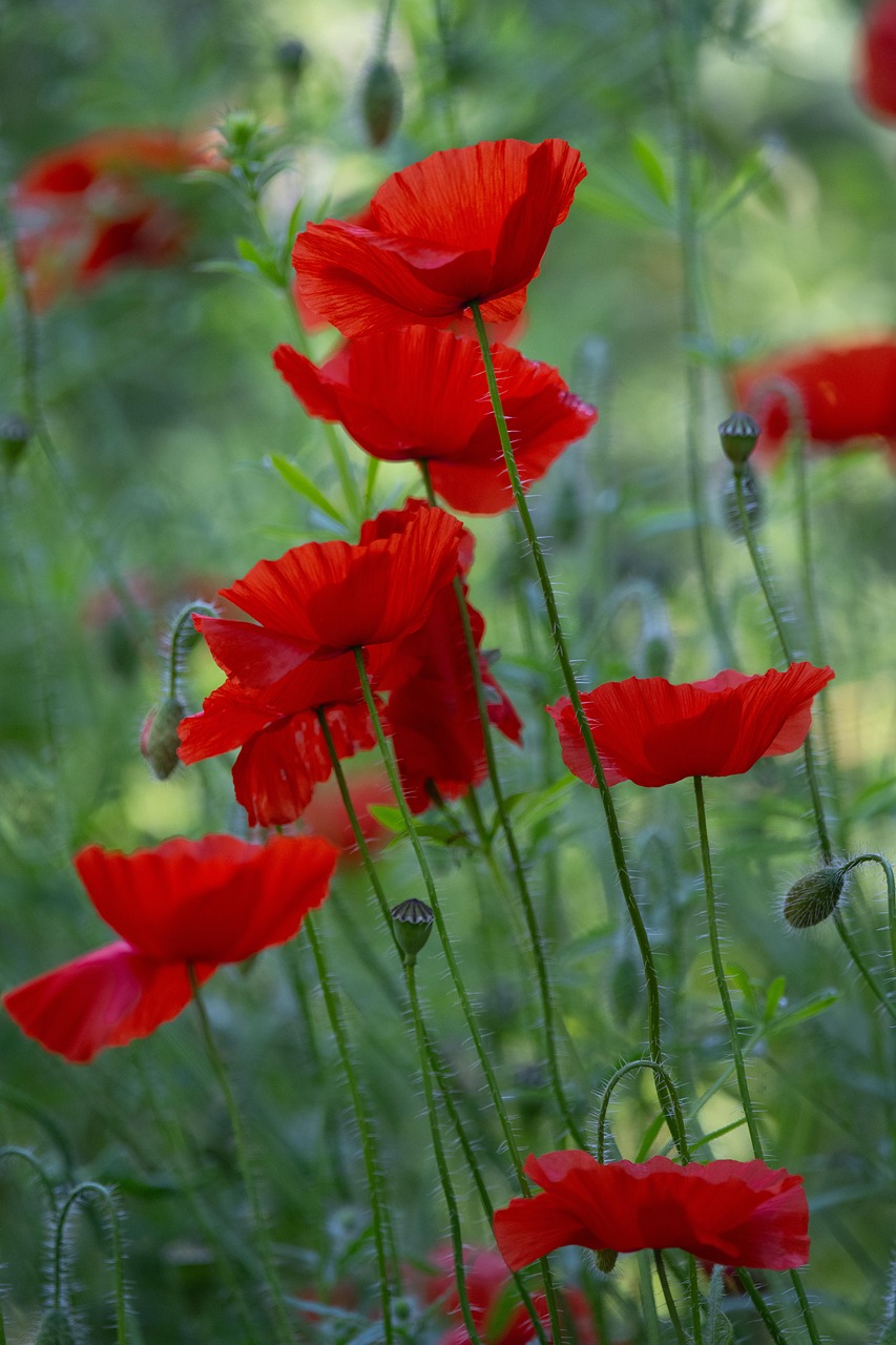 Flowers Poppies Red Flower - Free photo on Pixabay - Pixabay