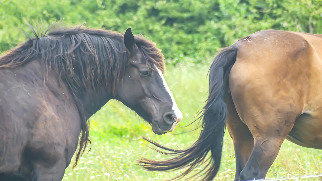 Caballo Naturaleza Animal - Foto gratis en Pixabay