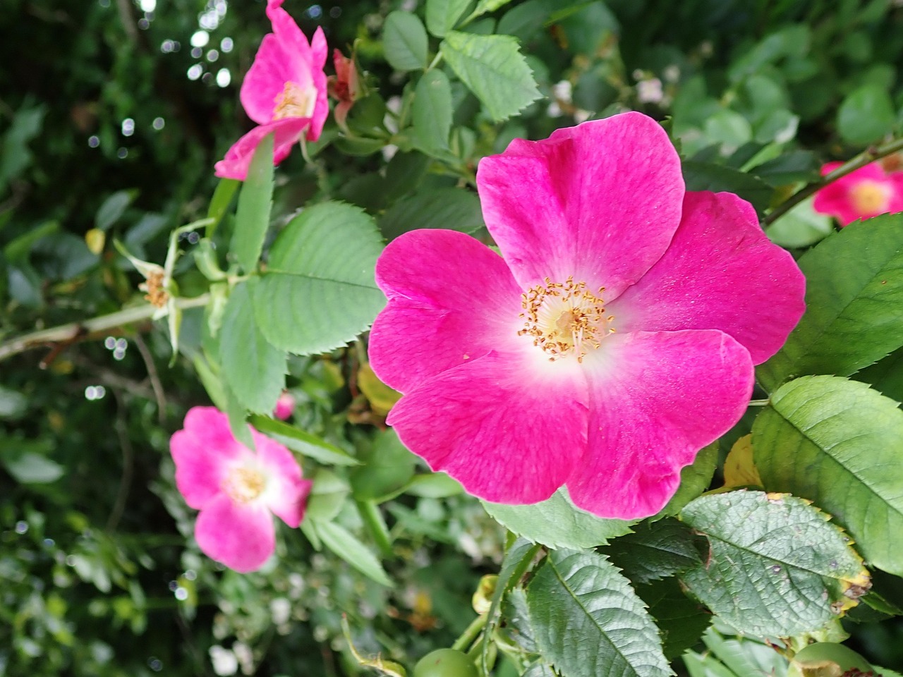 Rosa Brillante Rosado - Foto gratis en Pixabay