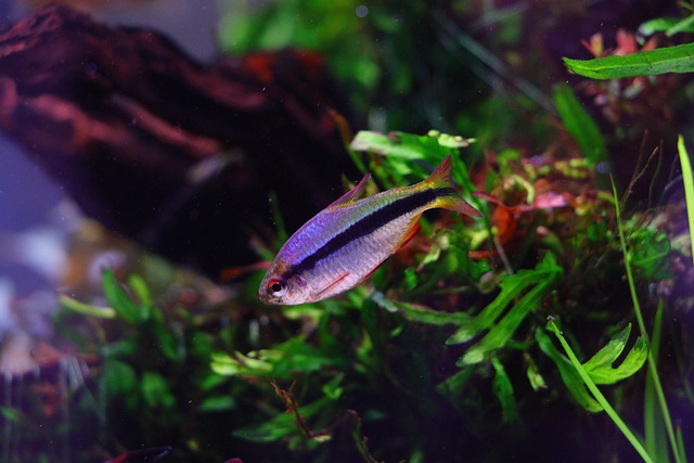 Ikan Tropis Alam Akuarium Tangki - Foto gratis di Pixabay - Pixabay