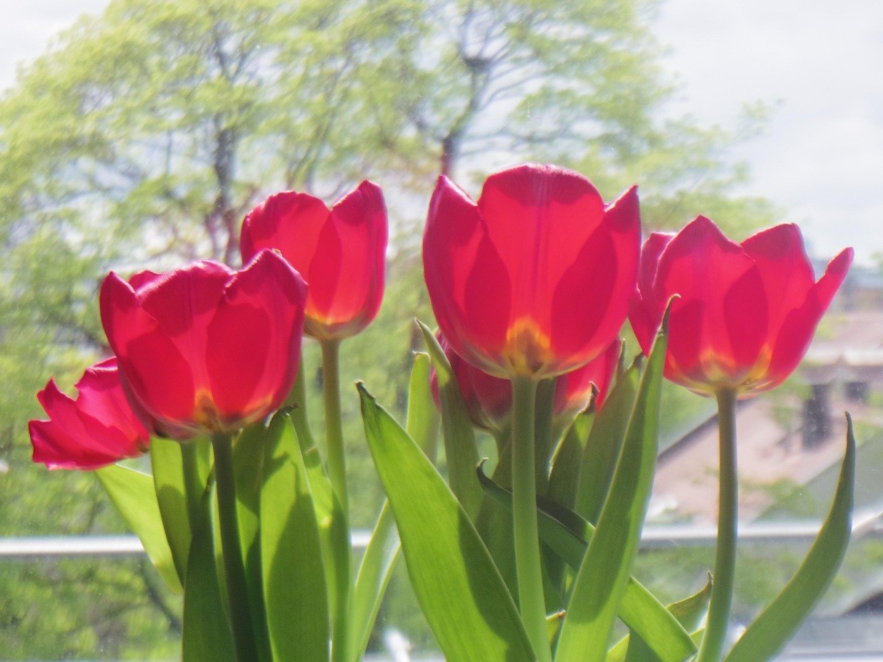 Tulip Flower Red - Free photo on Pixabay