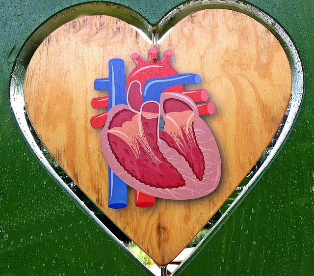 Coração Músculo Batimento Cardiaco - Foto gratuita no Pixabay