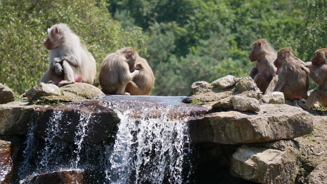 Macacos Grupo Cachoeira Parque De - Foto gratuita no Pixabay