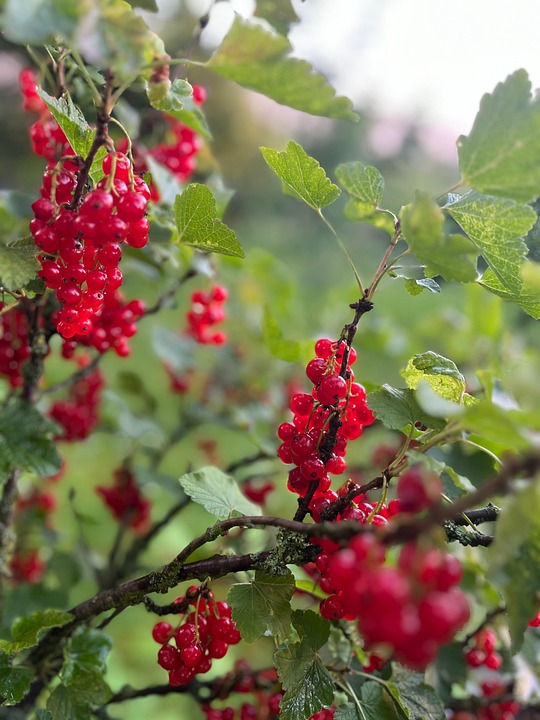 Nature Fruit Currant - Free photo on Pixabay - Pixabay