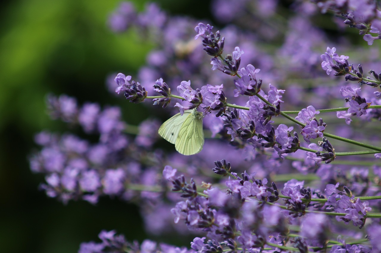Lavender Flower Wallpaper Nature - Free photo on Pixabay - Pixabay