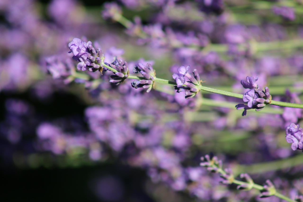 Lavender Flower Wallpaper Nature - Free photo on Pixabay - Pixabay
