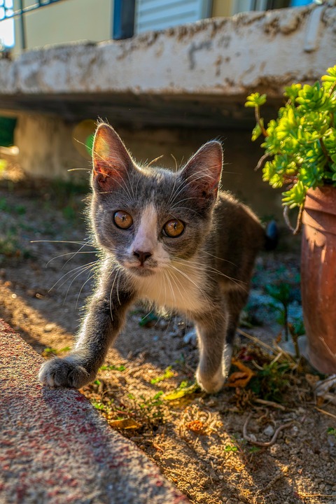 Cat Beau Chat Photographie De - Photo gratuite sur Pixabay - Pixabay