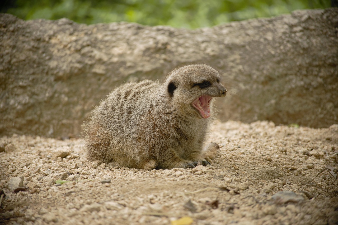 Animal Mammal Meerkat - Free photo on Pixabay - Pixabay