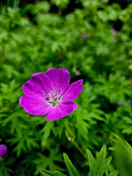 Hardy Geranium Flower Bloom - Free photo on Pixabay