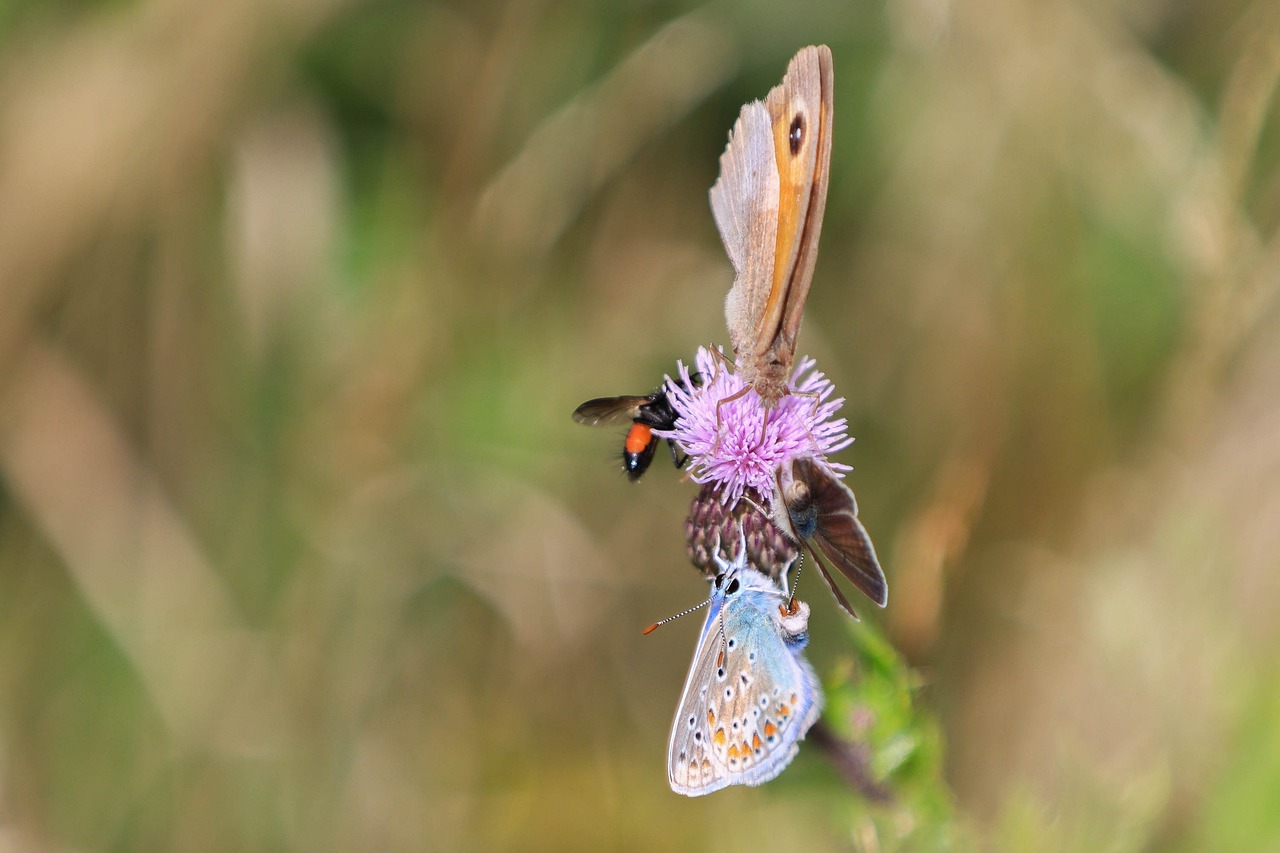 Papillons La Nature Insecte - Photo gratuite sur Pixabay - Pixabay