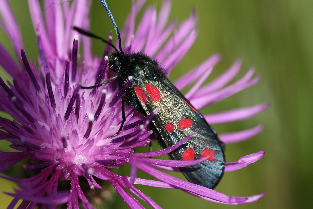 Insecte Pimprenelle À Six Points - Photo gratuite sur Pixabay