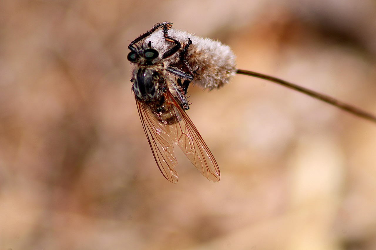 Fly Rovar Természet Menet - Ingyenes fotó a Pixabay-en