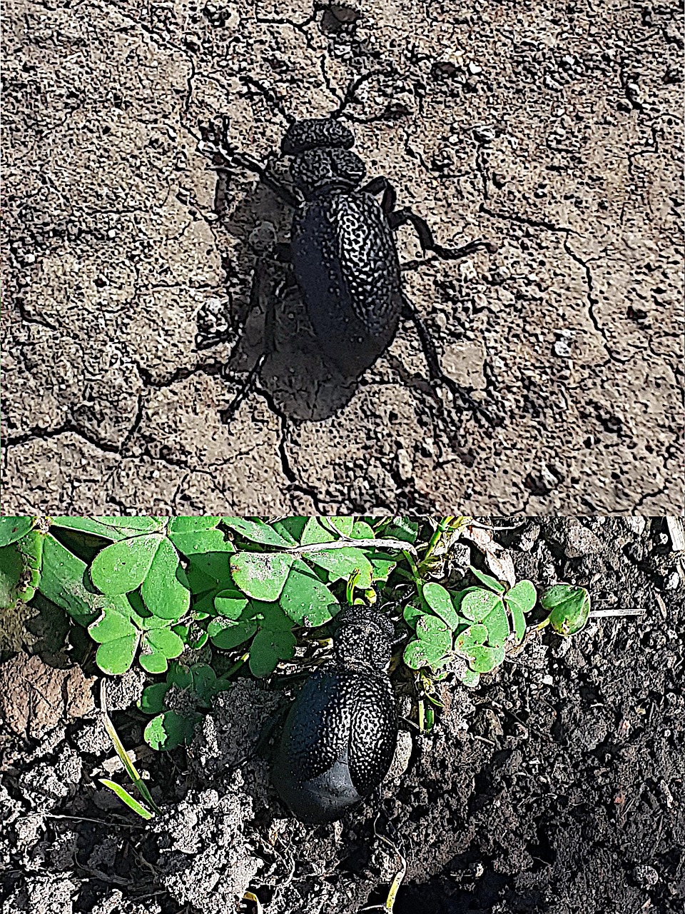 Insecte Beetle La Nature - Photo gratuite sur Pixabay