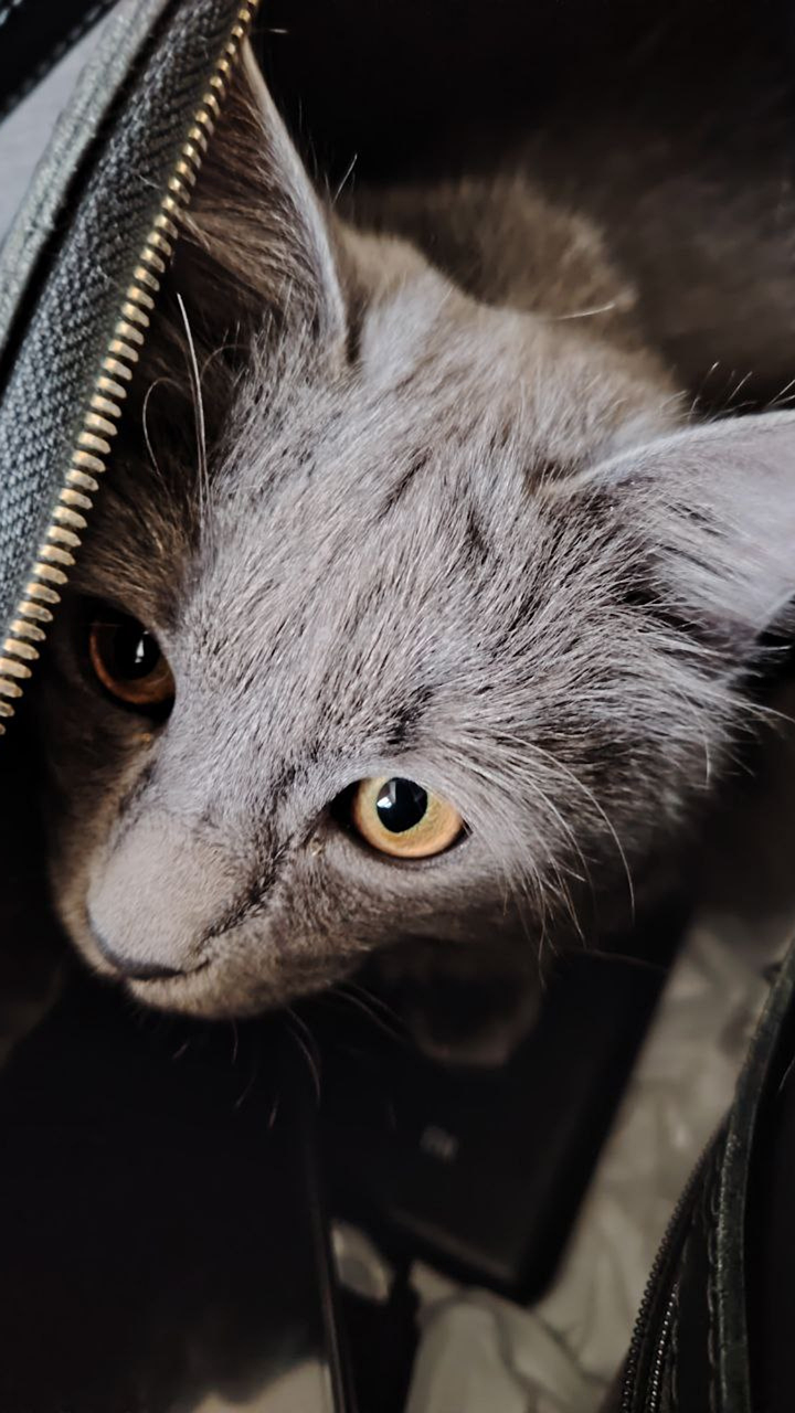 Cat In The Bag Big A - Free photo on Pixabay - Pixabay