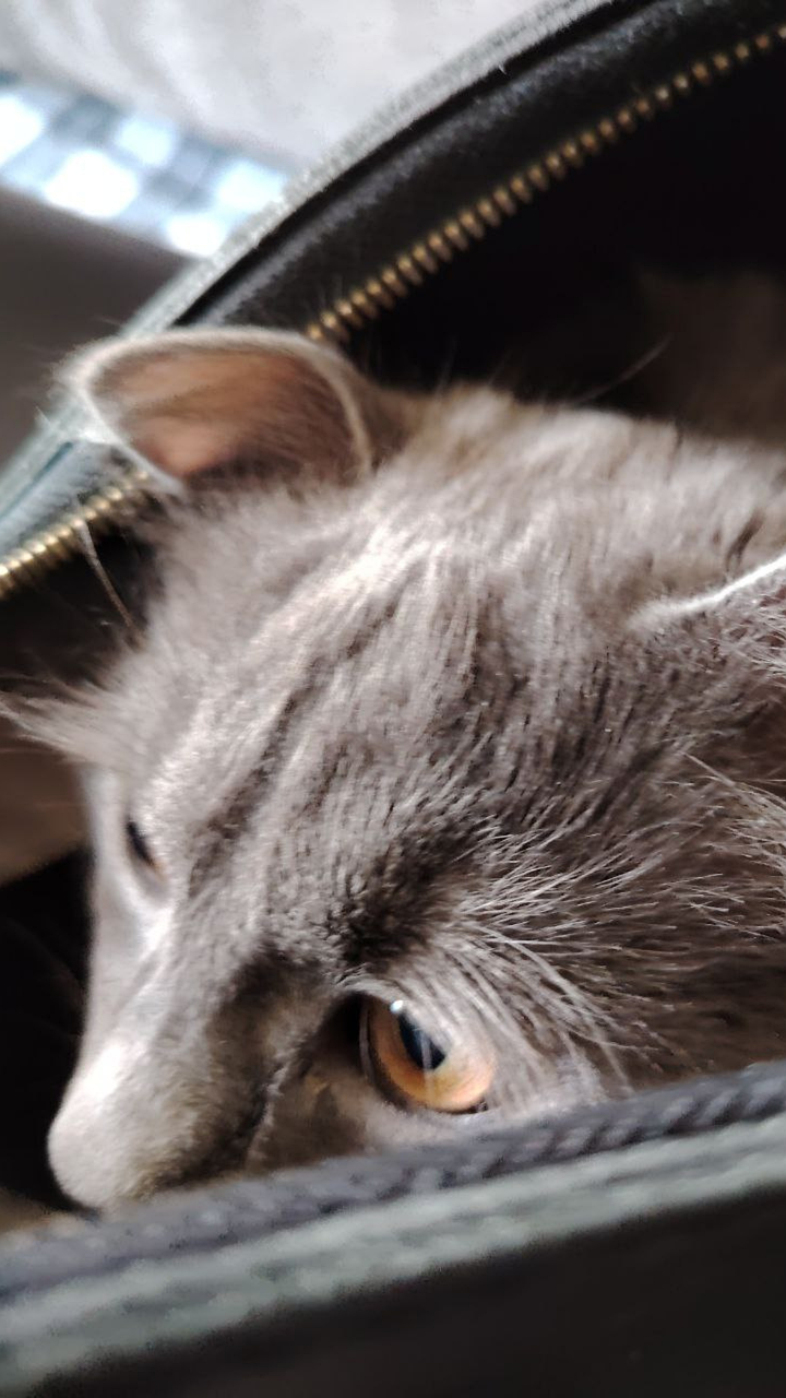 Cat In The Bag Big A - Free photo on Pixabay - Pixabay