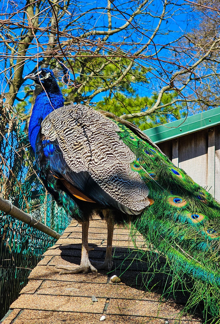Peacock Nature Feathers - Free photo on Pixabay - Pixabay