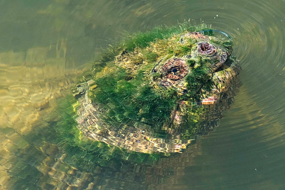Snapping Turtle Kingdom Animalia - Free photo on Pixabay