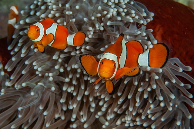 Clownfish Coral Nature - Free photo on Pixabay - Pixabay