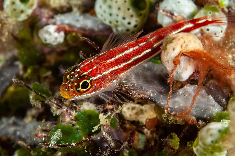 Fish Striped Triplefin Nature - Free photo on Pixabay - Pixabay