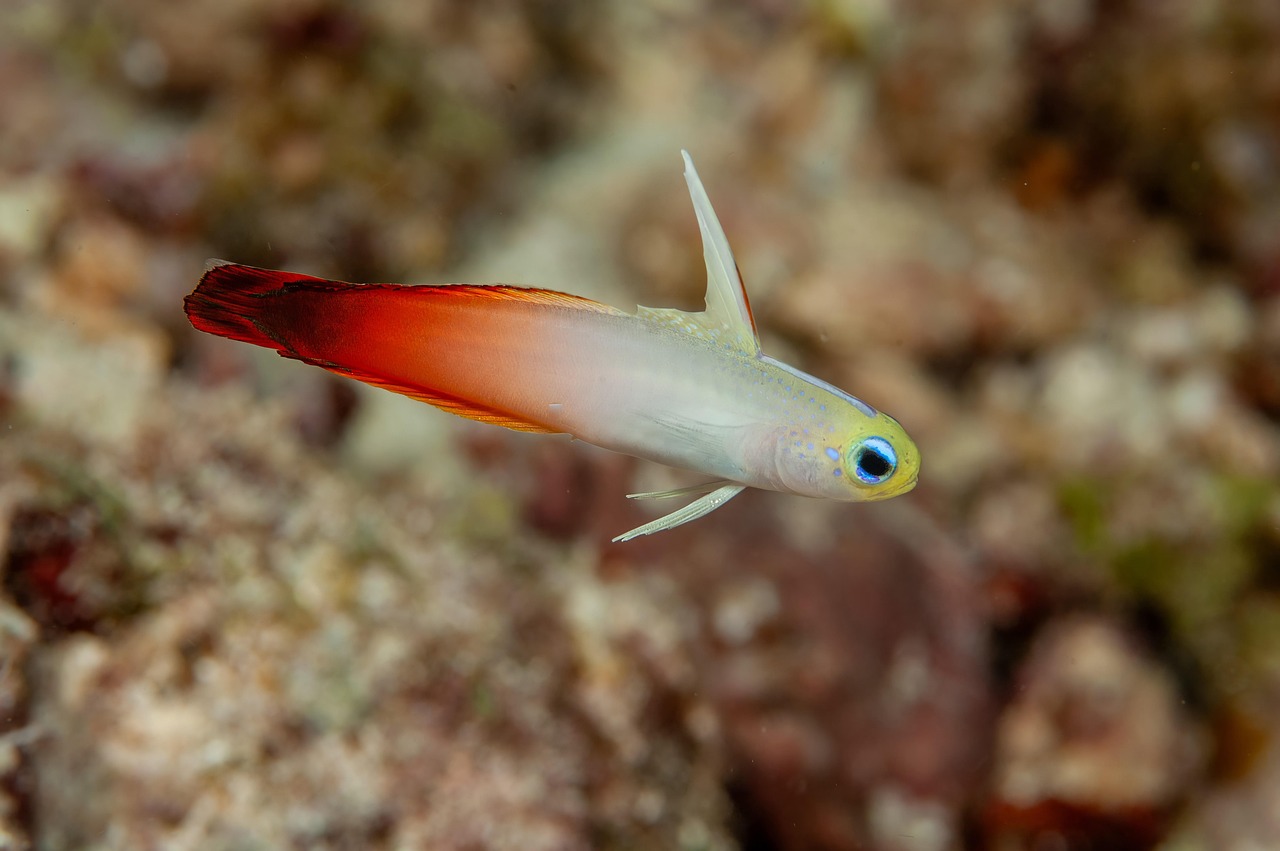 10,000+ Free Goby Fish & Fish Photos - Pixabay