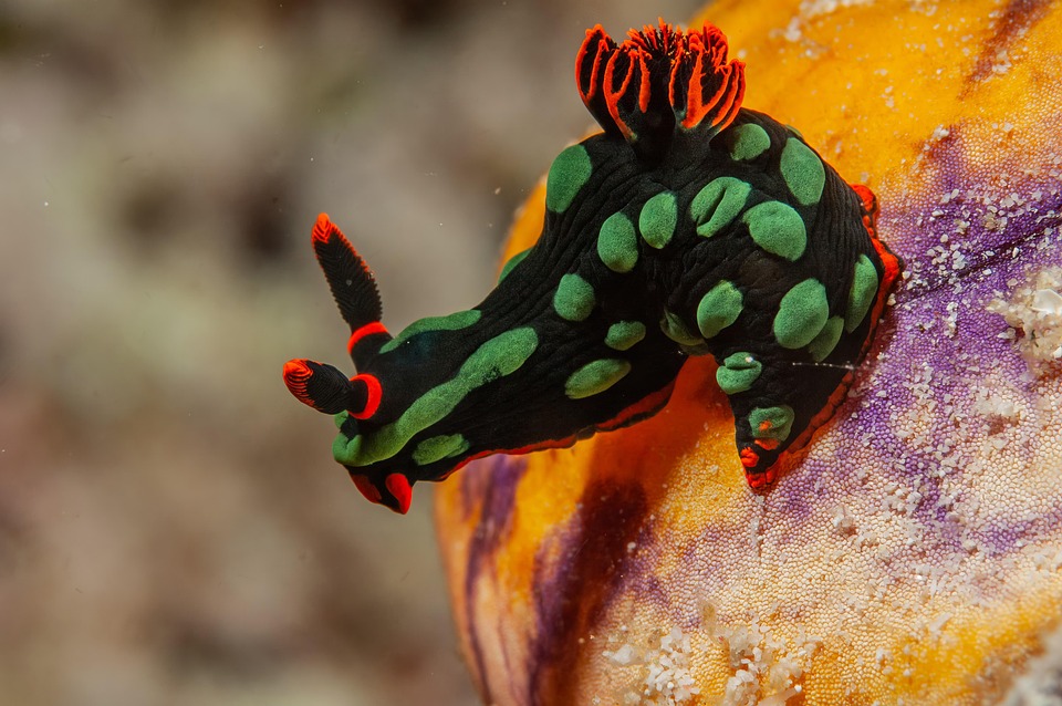 Sea Slug Nature - Free photo on Pixabay - Pixabay