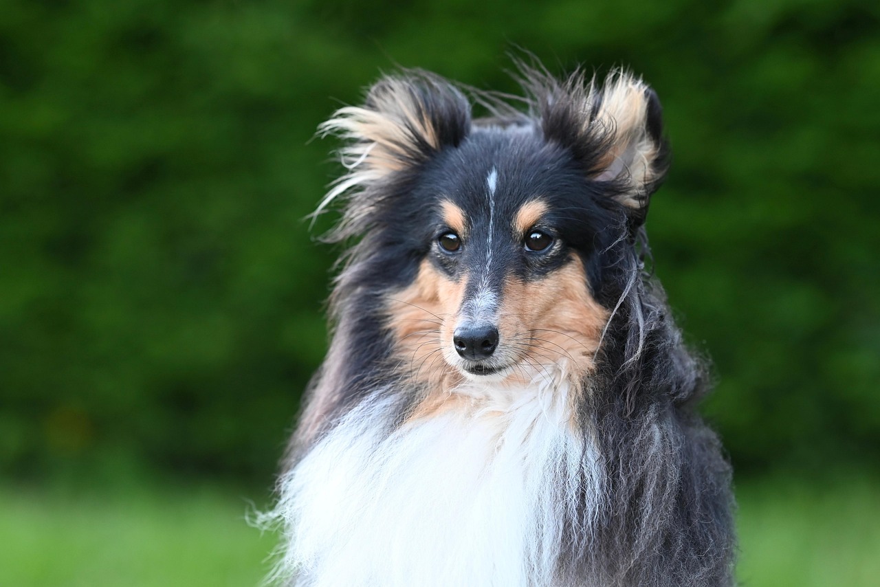 Animal Perro Mamífero - Foto gratis en Pixabay - Pixabay