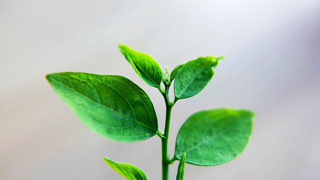 Daun Alami Daun-Daun Musim Gugur - Foto gratis di Pixabay