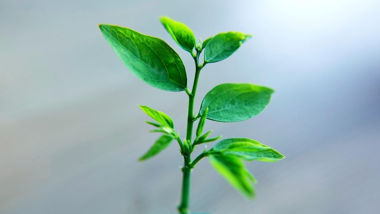 Natural Leaves Nature - Free photo on Pixabay