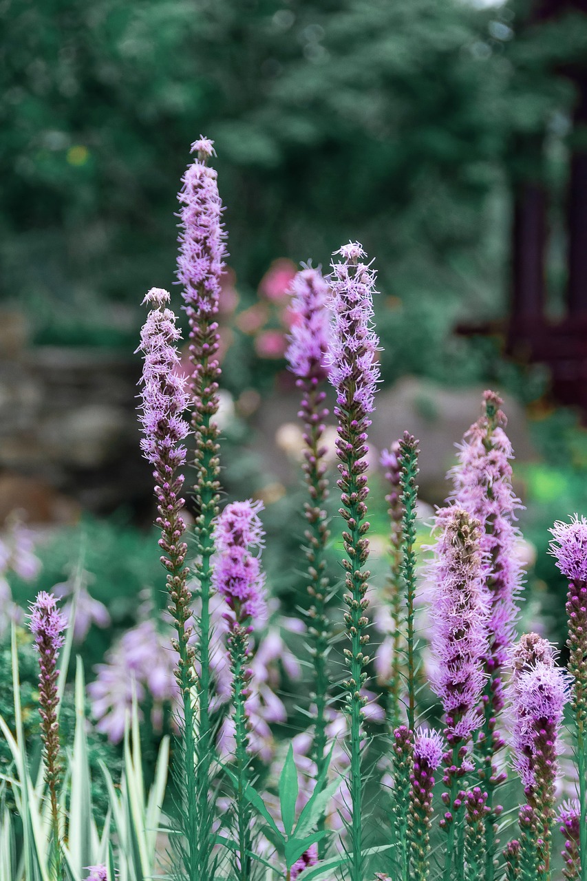 Barracuda Flowers Summer - Free photo on Pixabay - Pixabay