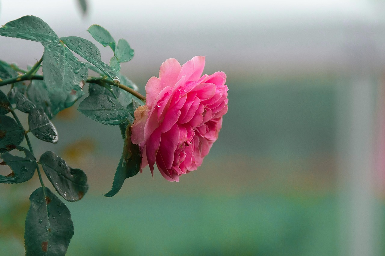 Rosa China Flores El Cambio De - Foto gratis en Pixabay - Pixabay