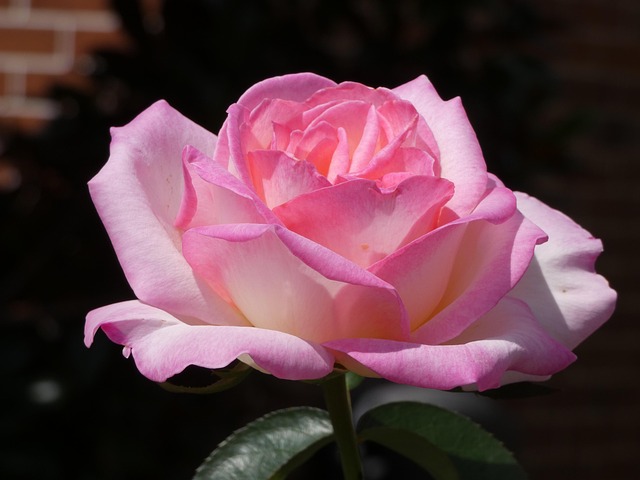 Blomma Reste Sig Bloom - Gratis foto på Pixabay - Pixabay