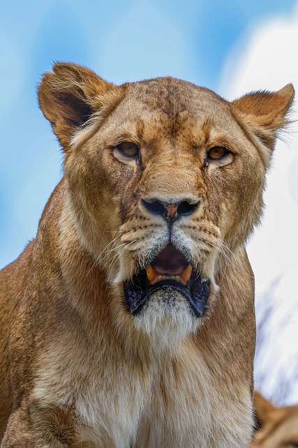 Satwa Singa Pemangsa - Foto gratis di Pixabay - Pixabay