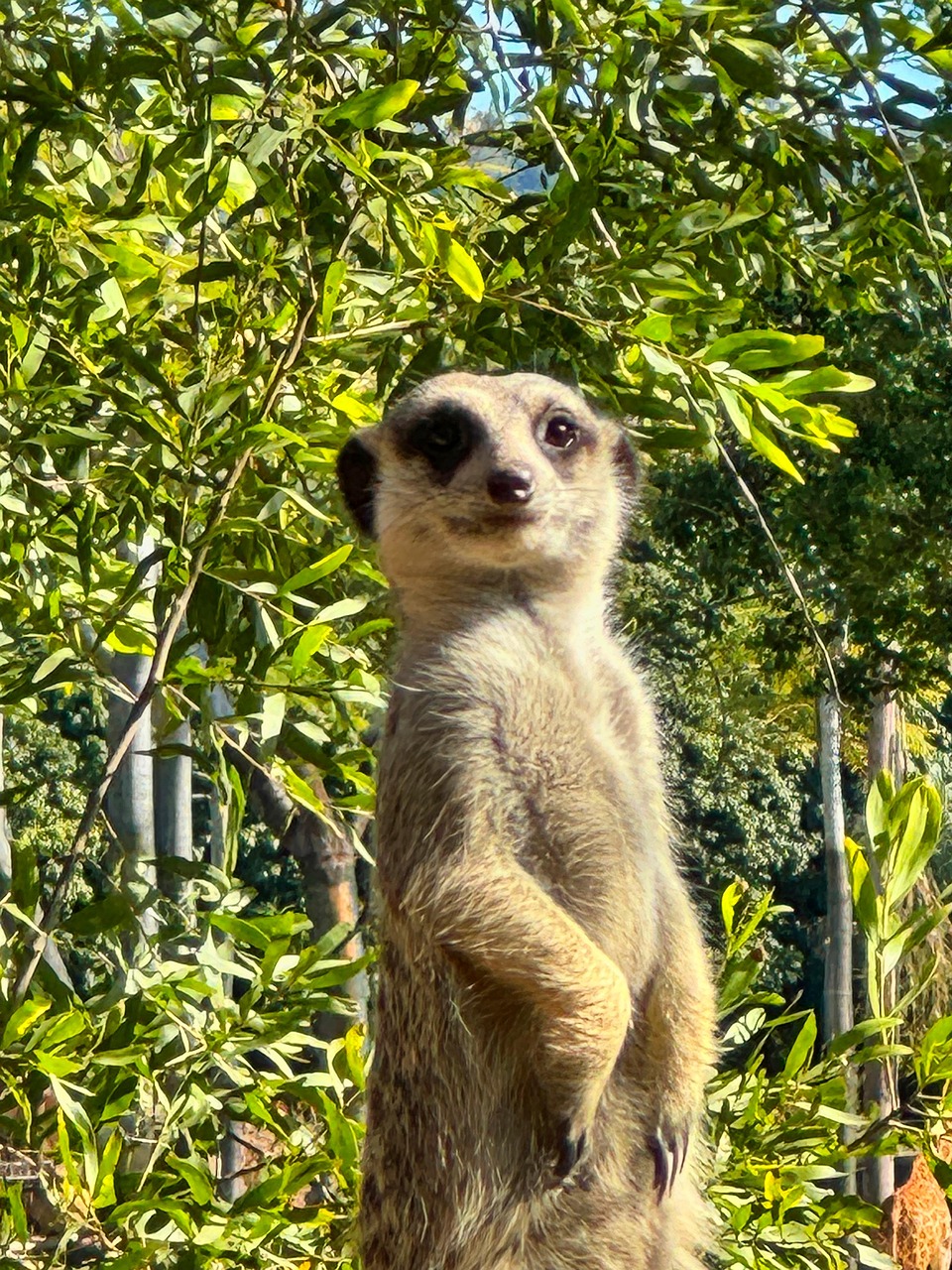 Estar Atento Suricata Pose De - Foto gratis en Pixabay - Pixabay