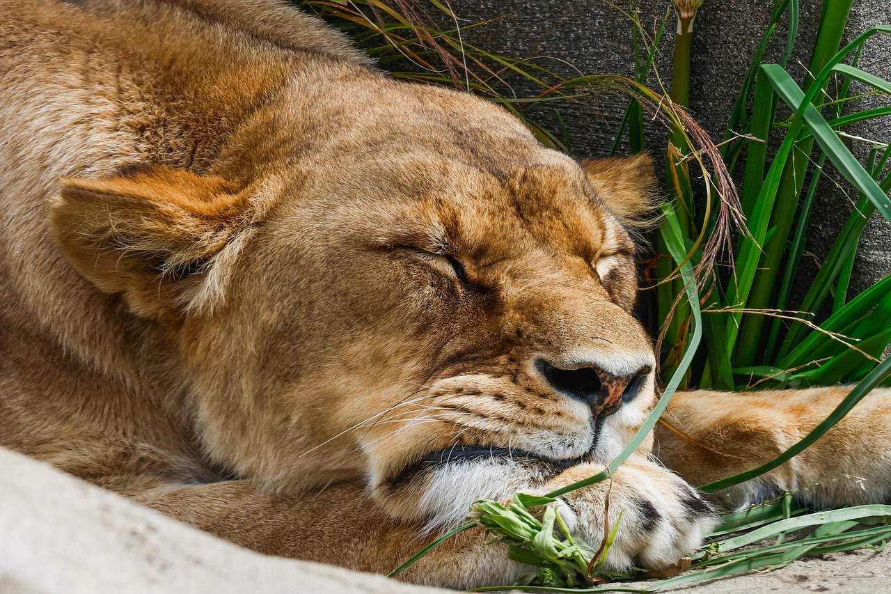 Lion Alam Hewan - Foto gratis di Pixabay