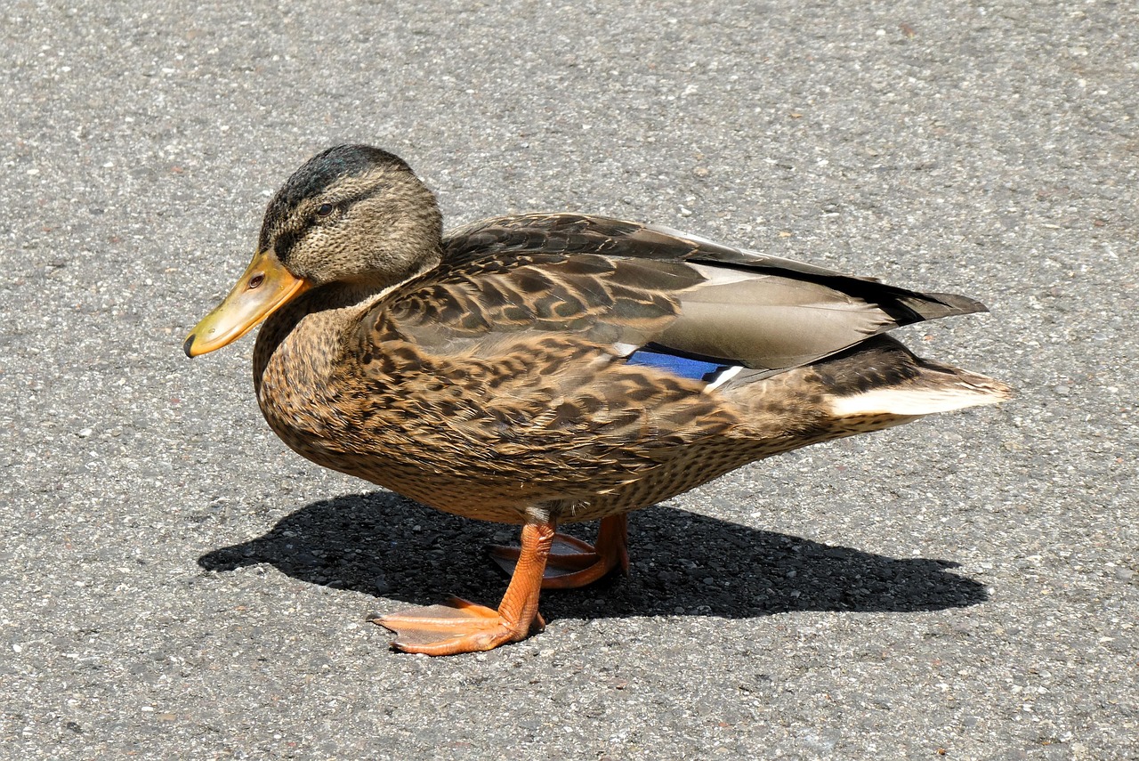 Duck Colored Feathers Bird - Free photo on Pixabay - Pixabay