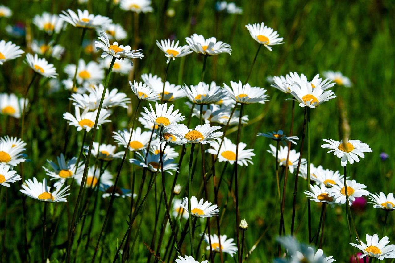 Flowers Chamomile Field - Free photo on Pixabay