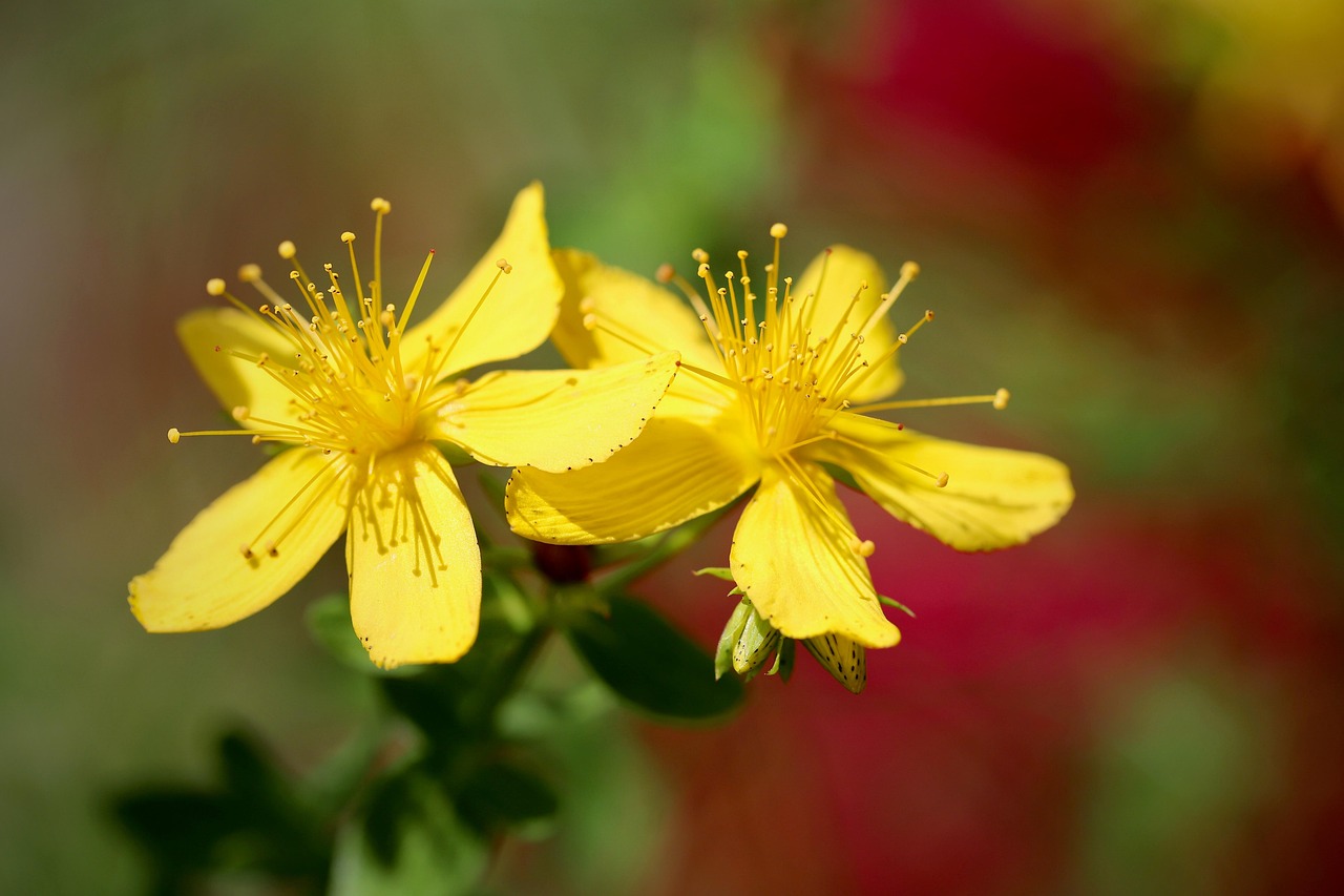 St John S Wort Hypericum Free Photo On Pixabay