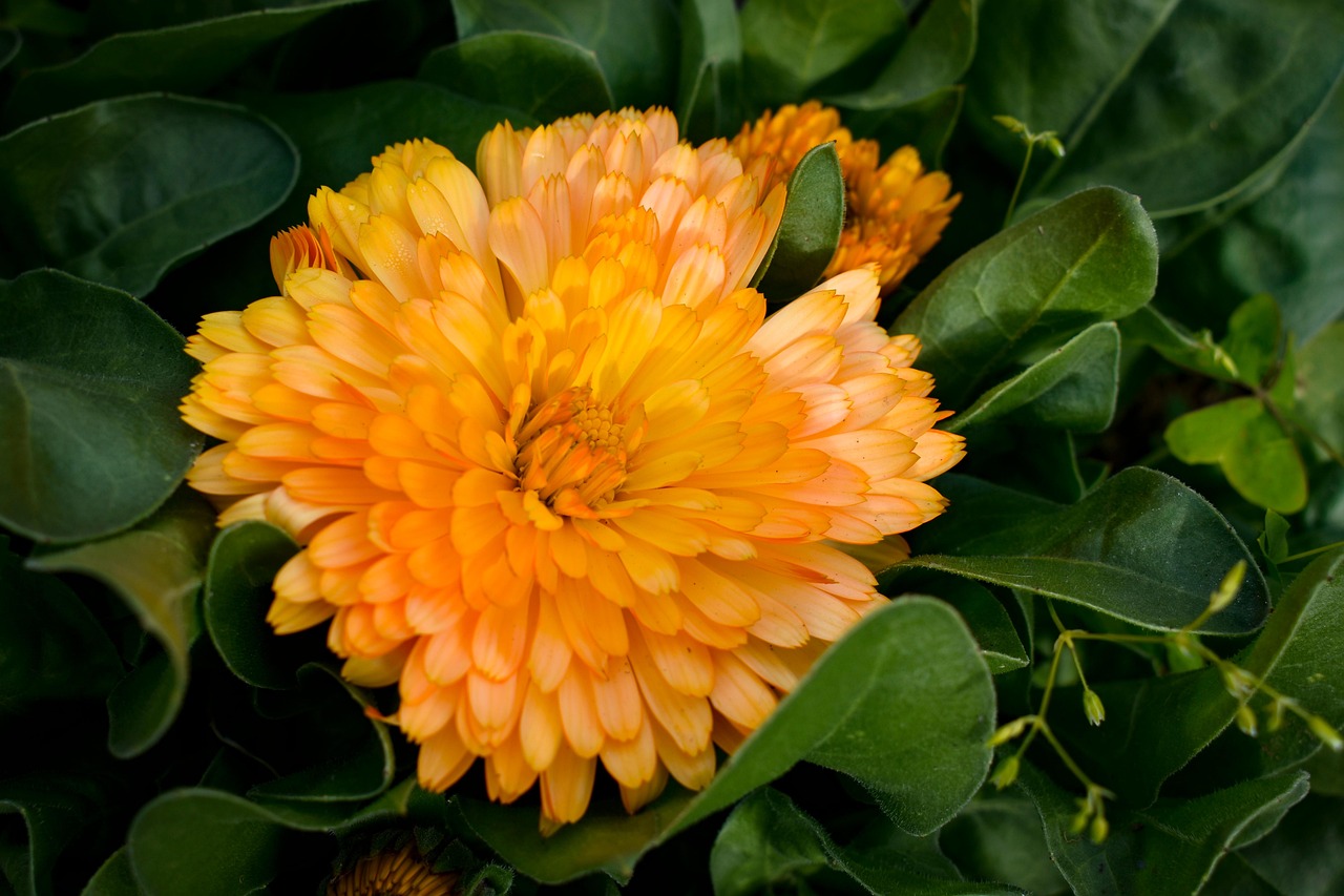 Calendula Souci Jaune - Photo gratuite sur Pixabay - Pixabay