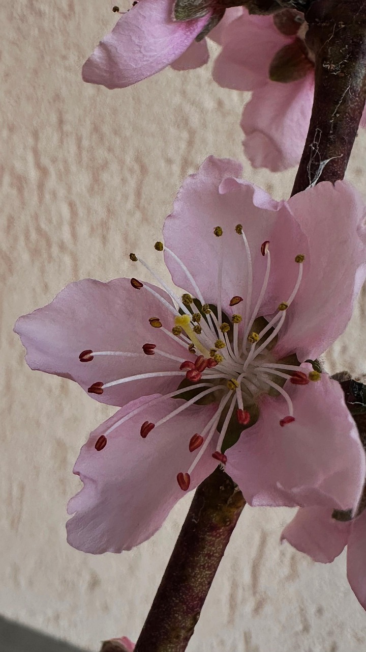Peach Blossom Spring Floral - Free photo on Pixabay