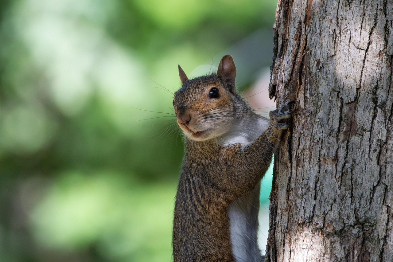 Squirrel Climbing Tree - Free photo on Pixabay - Pixabay