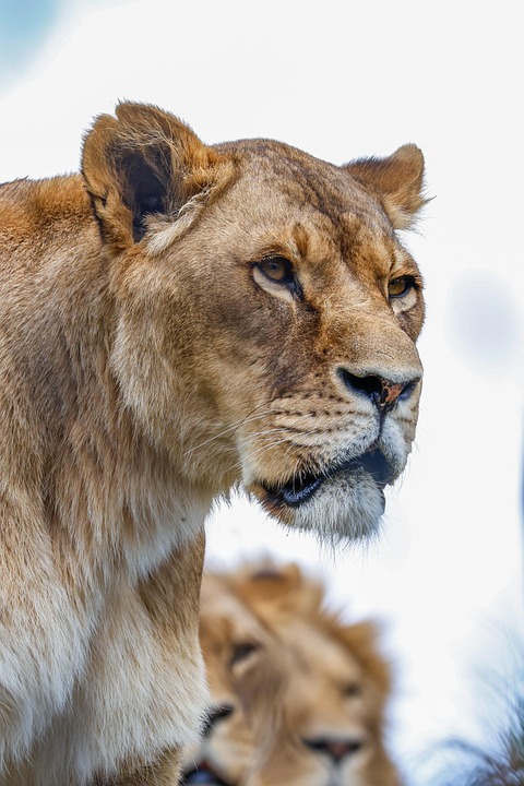 Lion Nature Animal - Photo gratuite sur Pixabay